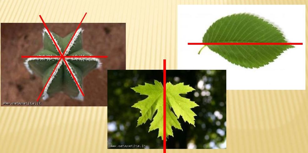 La Simmetria ( geometria classi terza e quarta) - Maestra Clara e ...